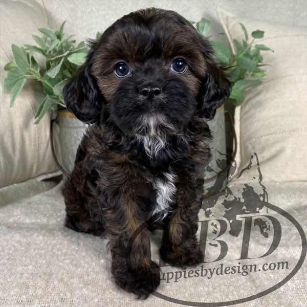 Gabe - Puppies By Design Online