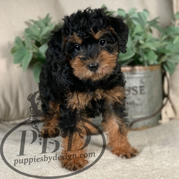 Callie-Mae - Puppies By Design Online