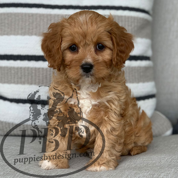 Pixie - Puppies By Design Online
