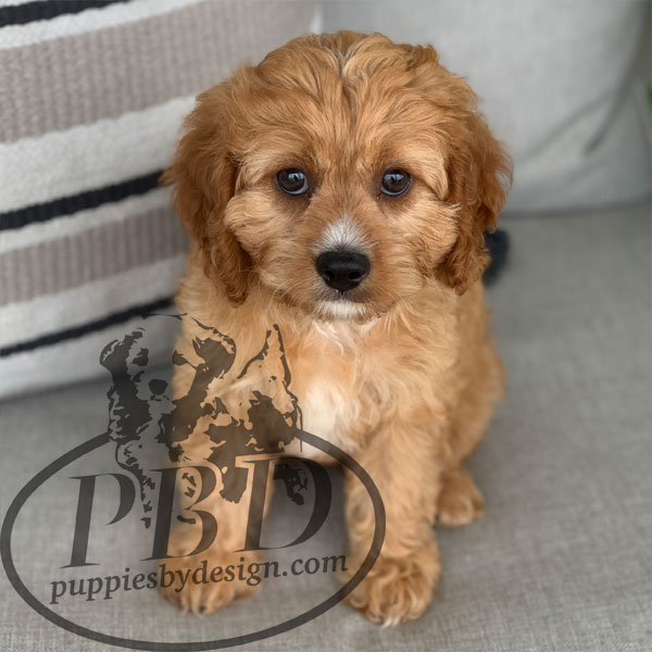 Bridget - Puppies By Design Online