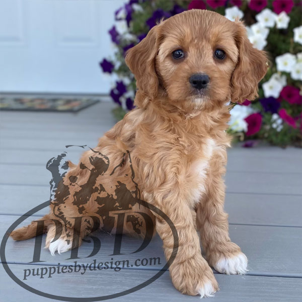 Phoenix - Puppies By Design Online