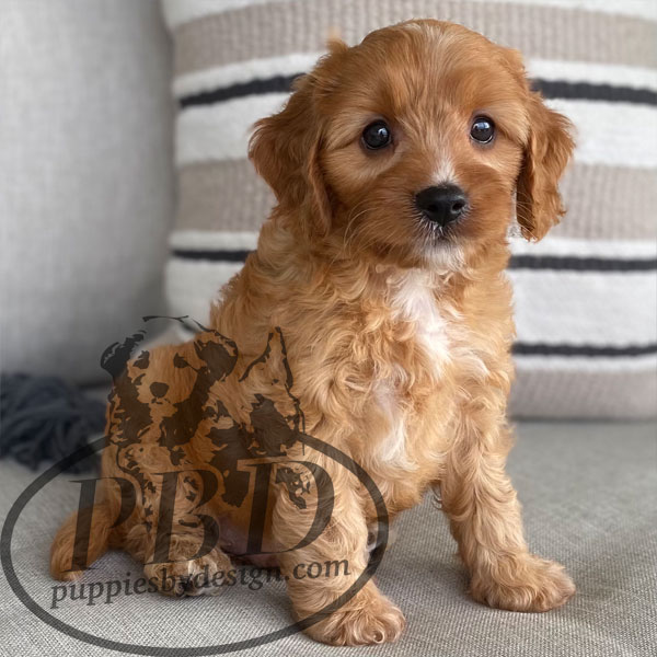 Gabe - Puppies By Design Online