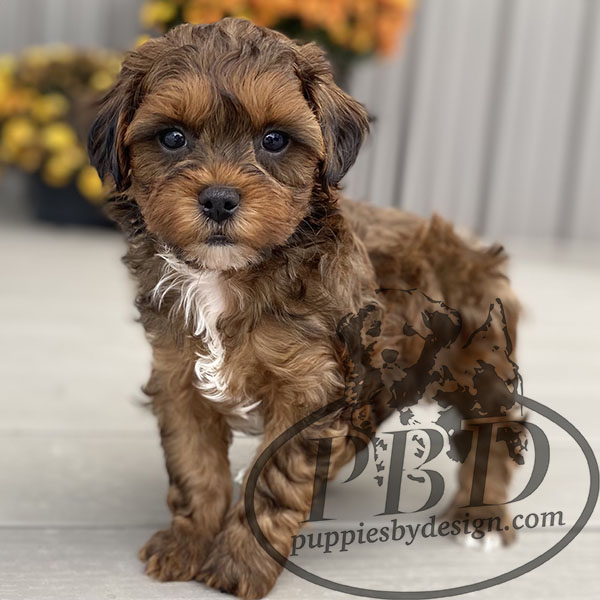 Dashton - Puppies By Design Online