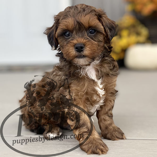 Dashton - Puppies By Design Online
