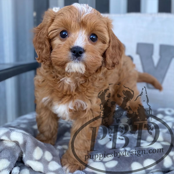 Tempo - Puppies By Design Online