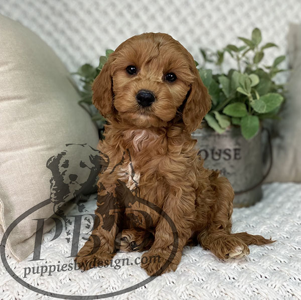Topaz - Puppies By Design Online