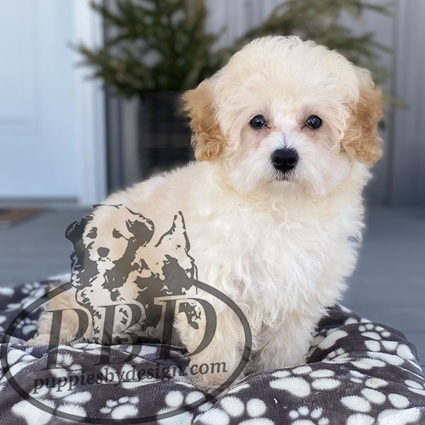 Fluffy - Puppies By Design Online