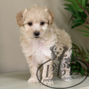 Beck - Puppies By Design Online