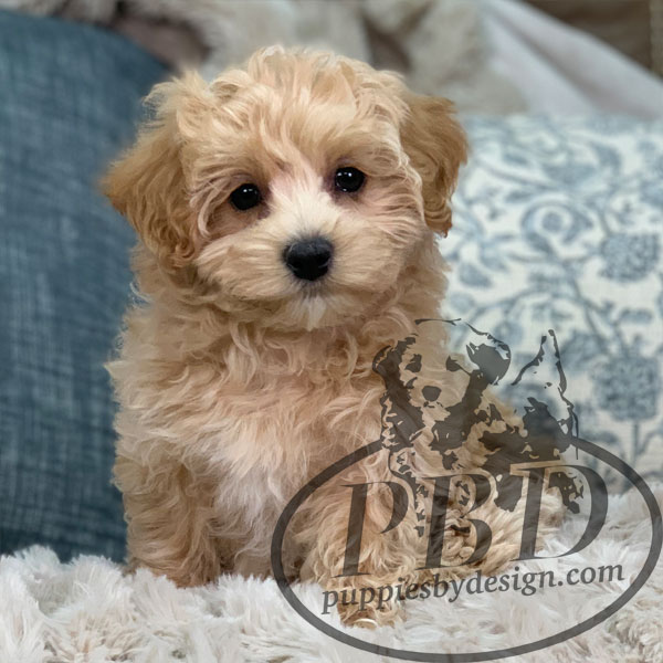 Mary - Puppies By Design Online