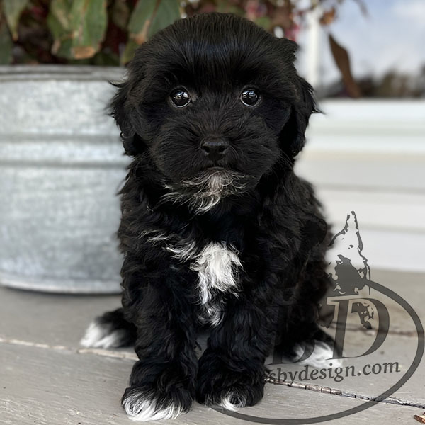 Charkie - Puppies By Design Online