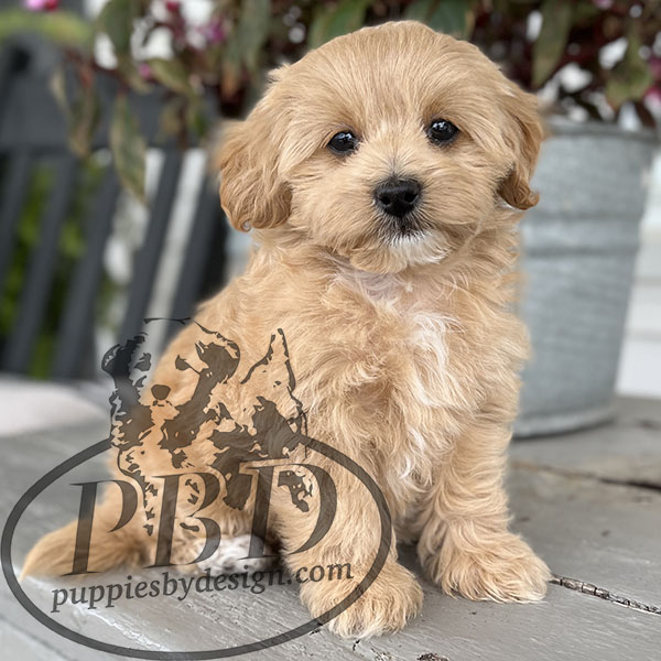Jumpy - Puppies By Design Online