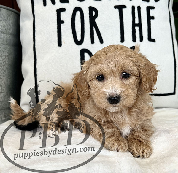 Manti - Puppies By Design Online