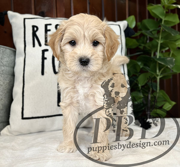 Rocket - Puppies By Design Online