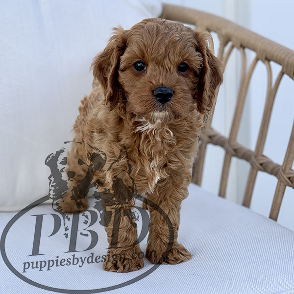 Ruth Chris - Puppies By Design Online