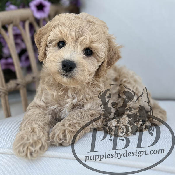 Hadie - Puppies By Design Online