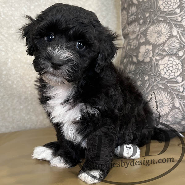 Maeven - Puppies By Design Online