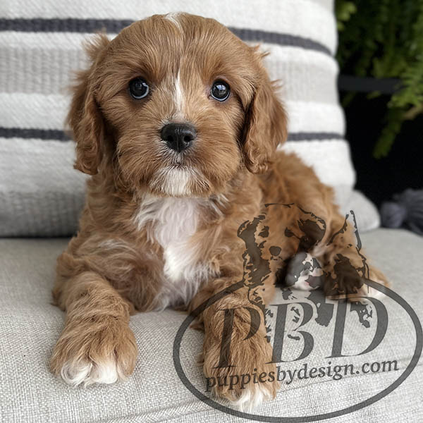 Blake - Puppies By Design Online