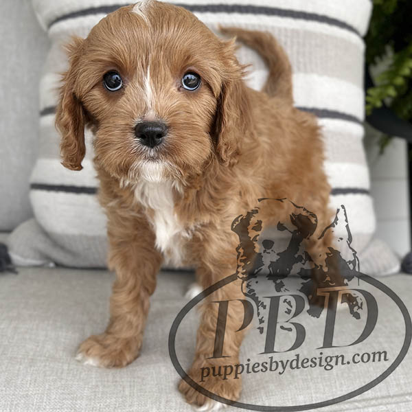 Blake - Puppies By Design Online