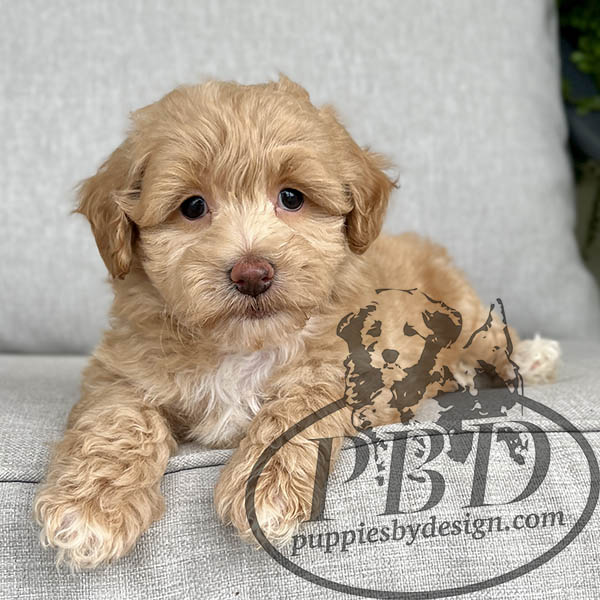 Haddy - Puppies By Design Online