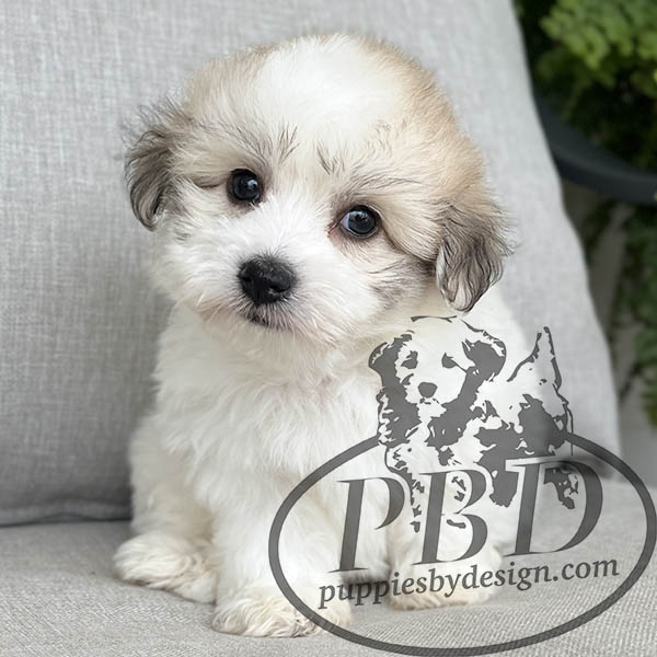 Lynnae - Puppies By Design Online