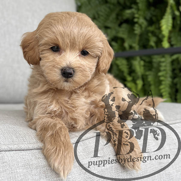 Penny - Puppies By Design Online