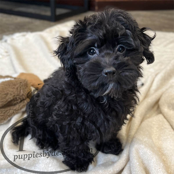 Elsa - Puppies By Design Online