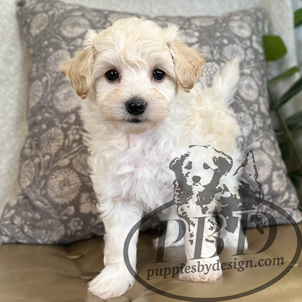 Bug - Puppies By Design Online