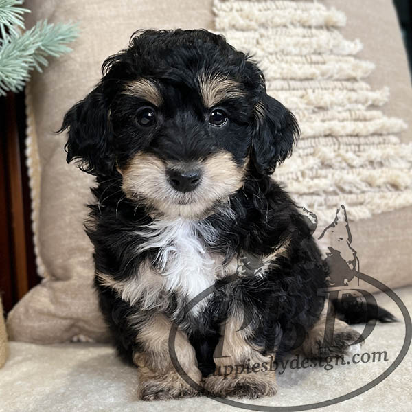 Buck - Puppies By Design Online