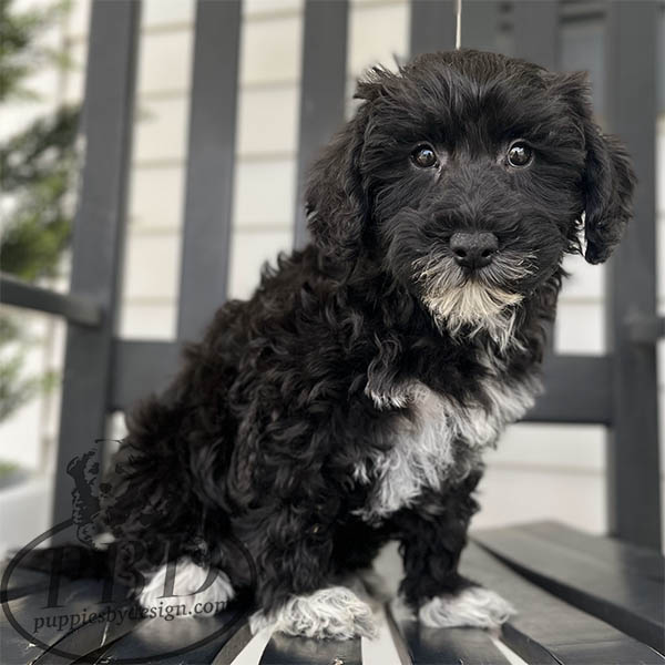 Kenna - Puppies By Design Online