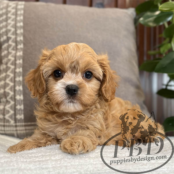 Pixie - Puppies By Design Online