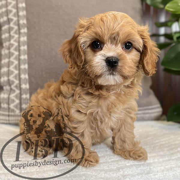 Pixie - Puppies By Design Online