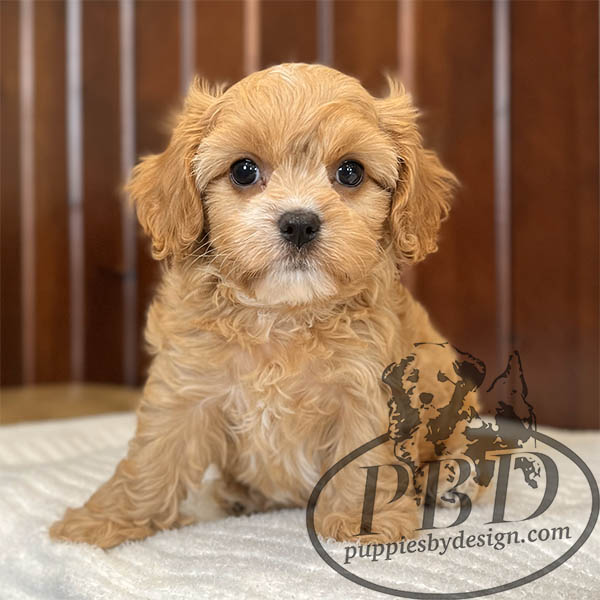 Pixie - Puppies By Design Online
