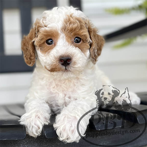 Ruby - Puppies By Design Online