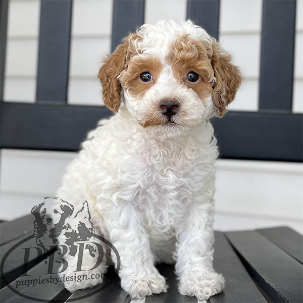 Ruby - Puppies By Design Online