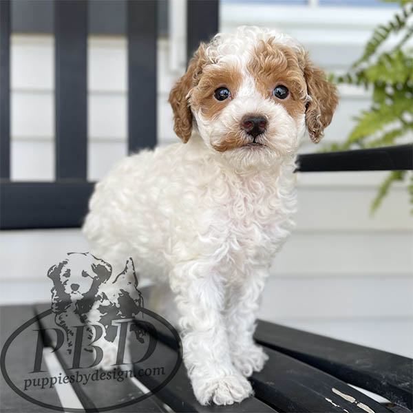 Ruby - Puppies By Design Online