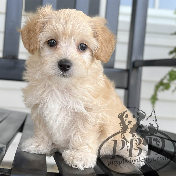 Renee - Puppies By Design Online