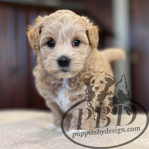 Tilly - Puppies By Design Online