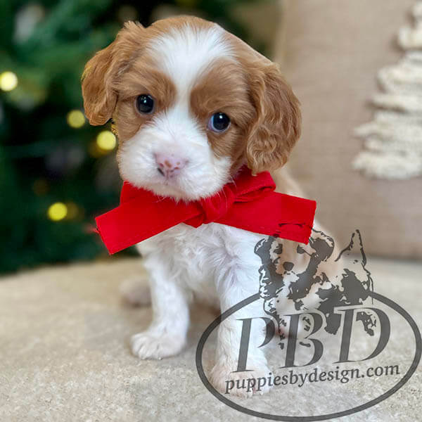 Willabee - Puppies By Design Online